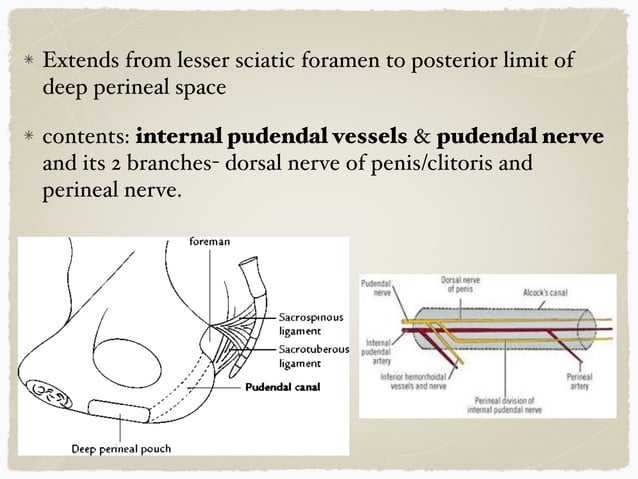 Perineum | PDF