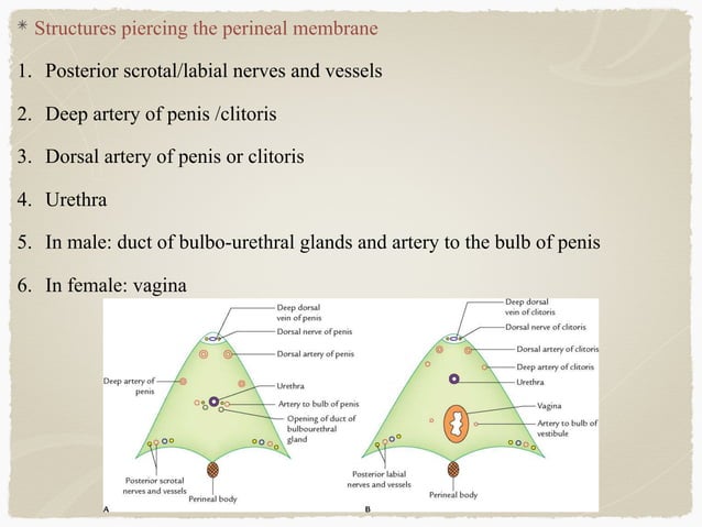 Perineum | PPT