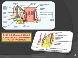 Perineum & ISCHIPRECTAL FOSSA | PPT