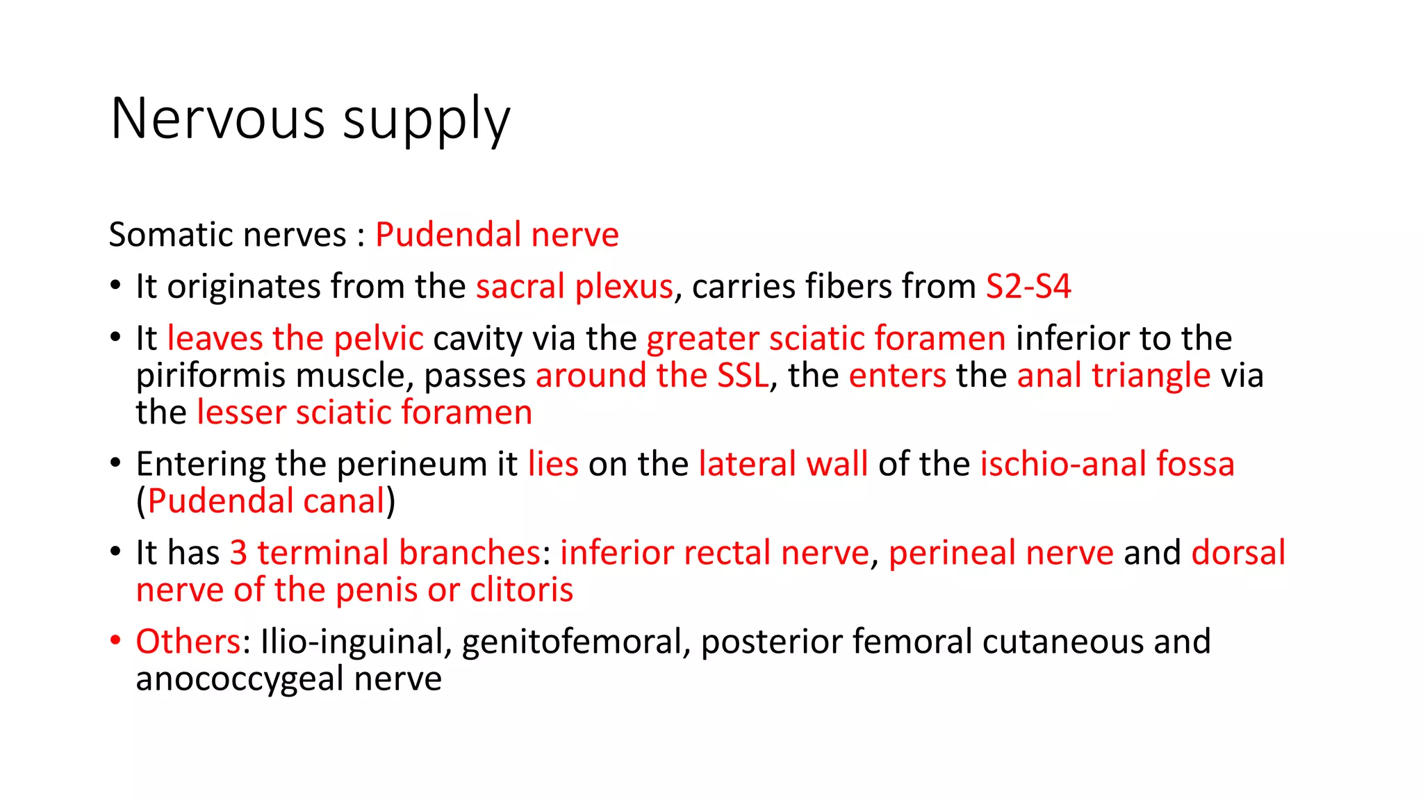 Perineum | PPTX