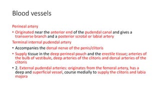 Perineum | PPTX