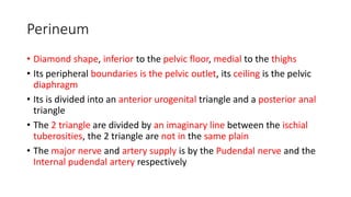 Perineum | PPTX
