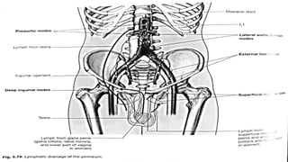 Perineum | PPTX
