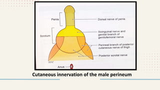 perineum.good most imp and imp imp .pptx. | PPT