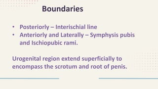 perineum.good most imp and imp imp .pptx. | PPT