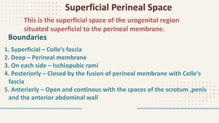 perineum.good most imp and imp imp .pptx. | PPT