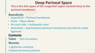 perineum.good most imp and imp imp .pptx. | PPT