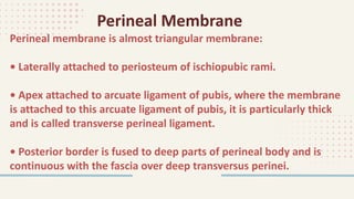 perineum.good most imp and imp imp .pptx. | PPT