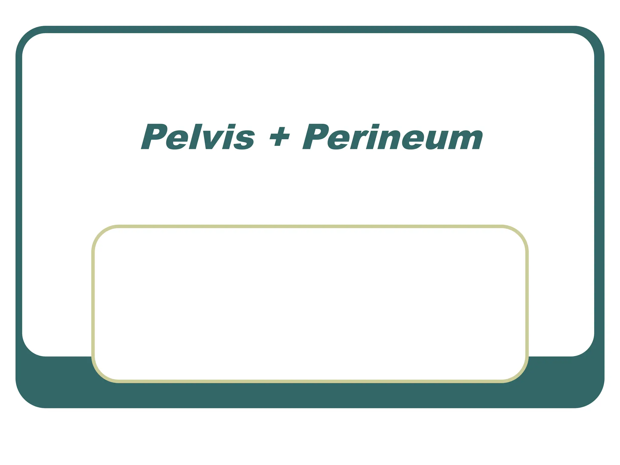Anatomy of the perineum and pelvis .ppt