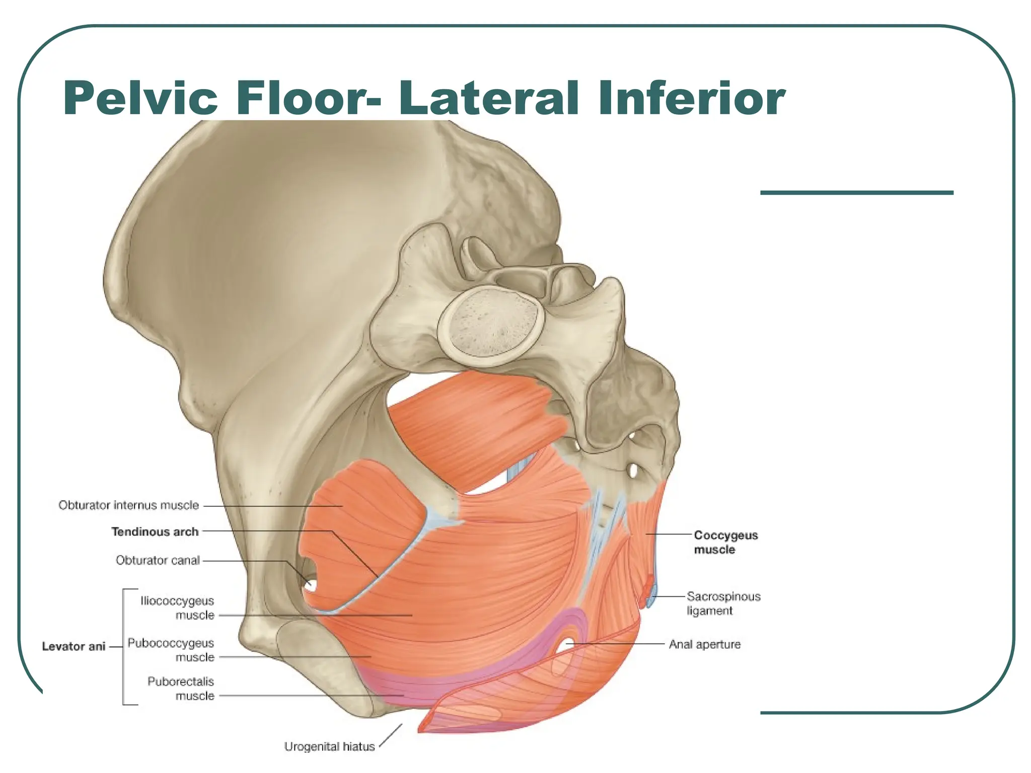Anatomy of the perineum and pelvis .ppt
