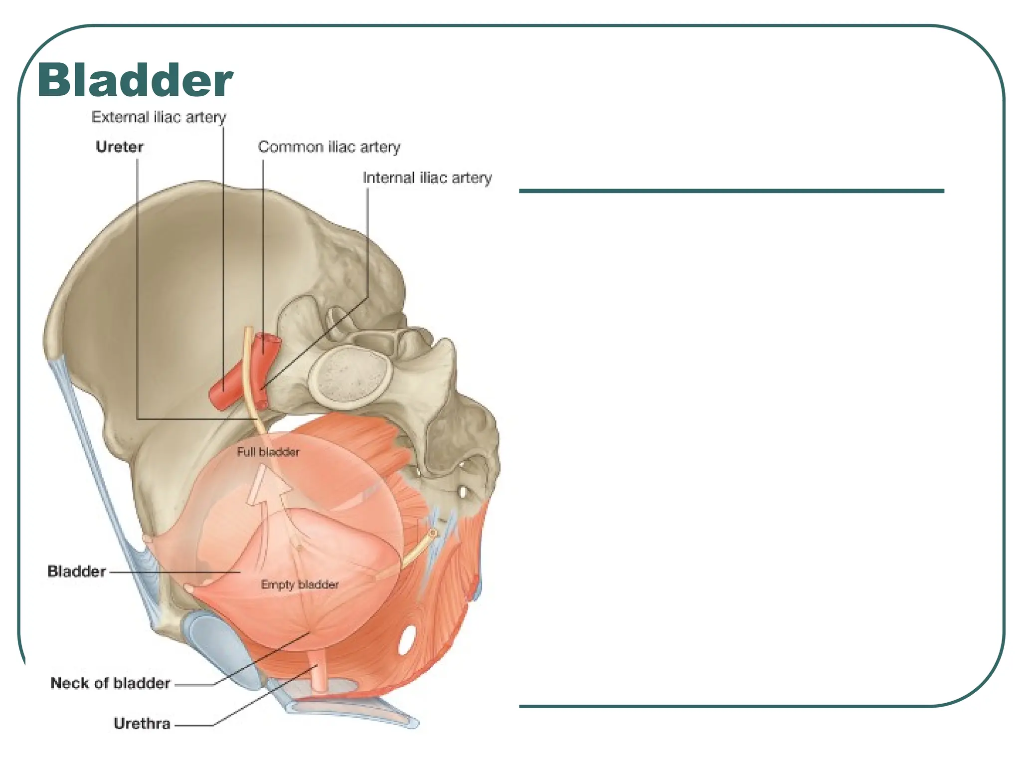 Anatomy of the perineum and pelvis .ppt