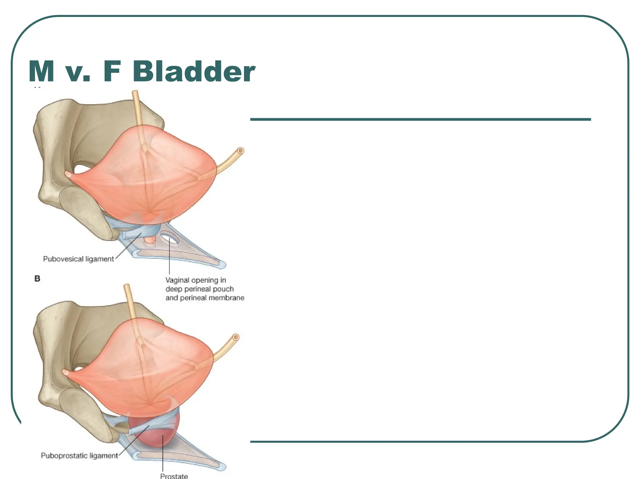 Anatomy of the perineum and pelvis .ppt
