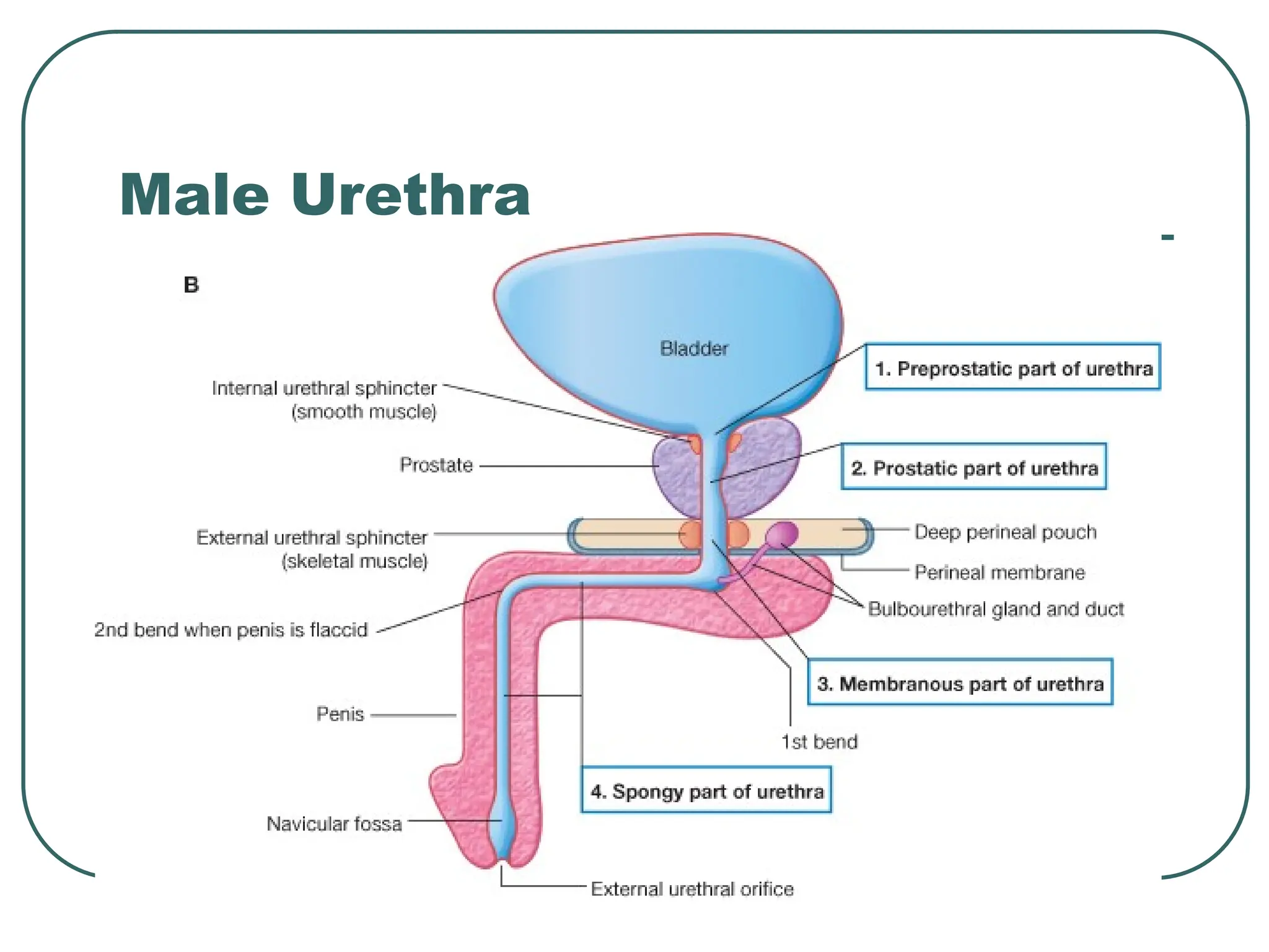Anatomy of the perineum and pelvis .ppt