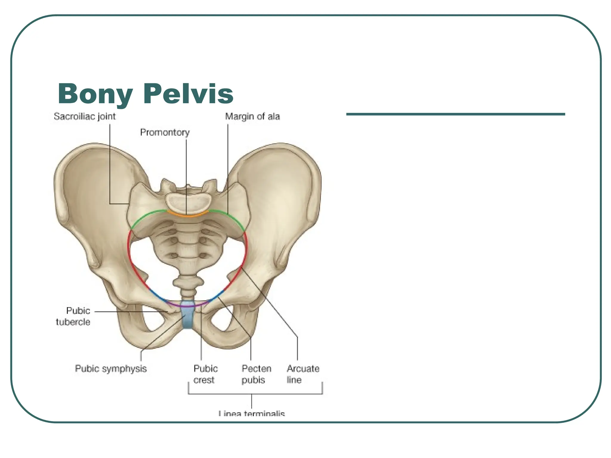 Anatomy of the perineum and pelvis .ppt