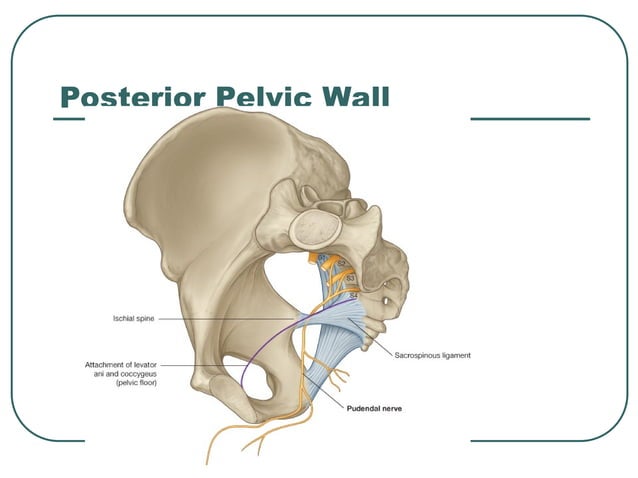Anatomy of the perineum and pelvis .ppt