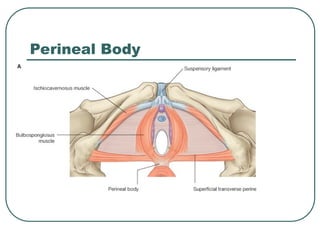 Anatomy of the perineum and pelvis .ppt