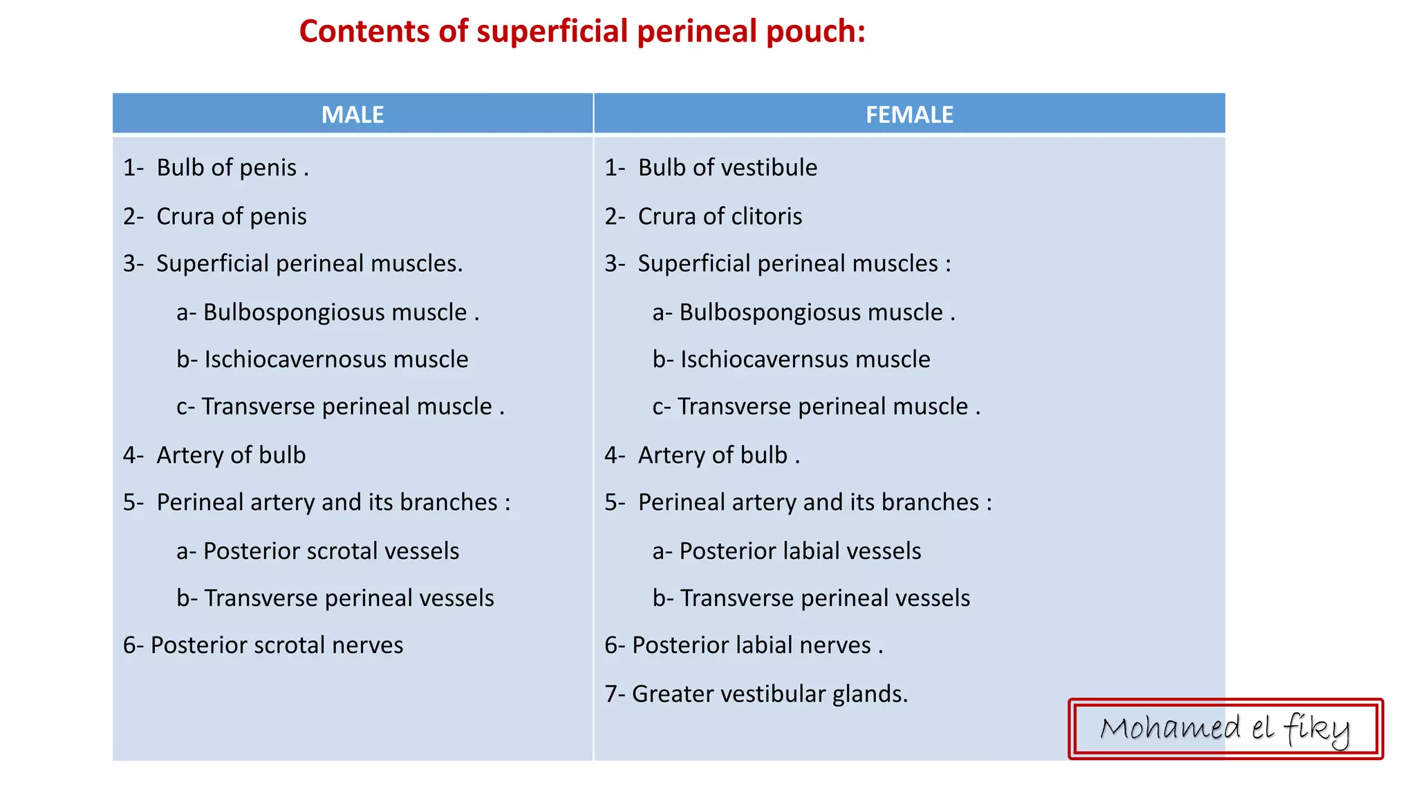 anatomy of Perineum urogenital triangle | PDF