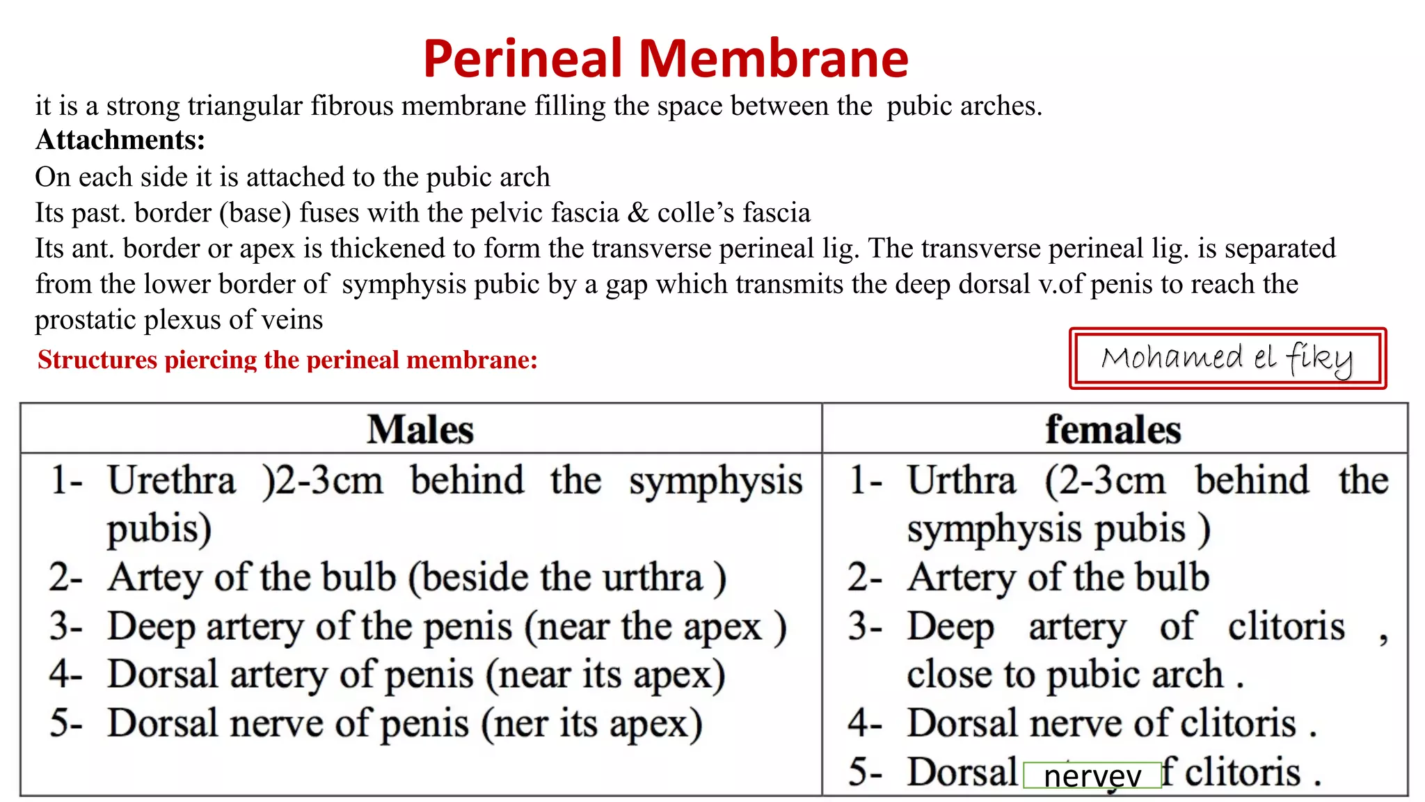 anatomy of Perineum urogenital triangle | PDF