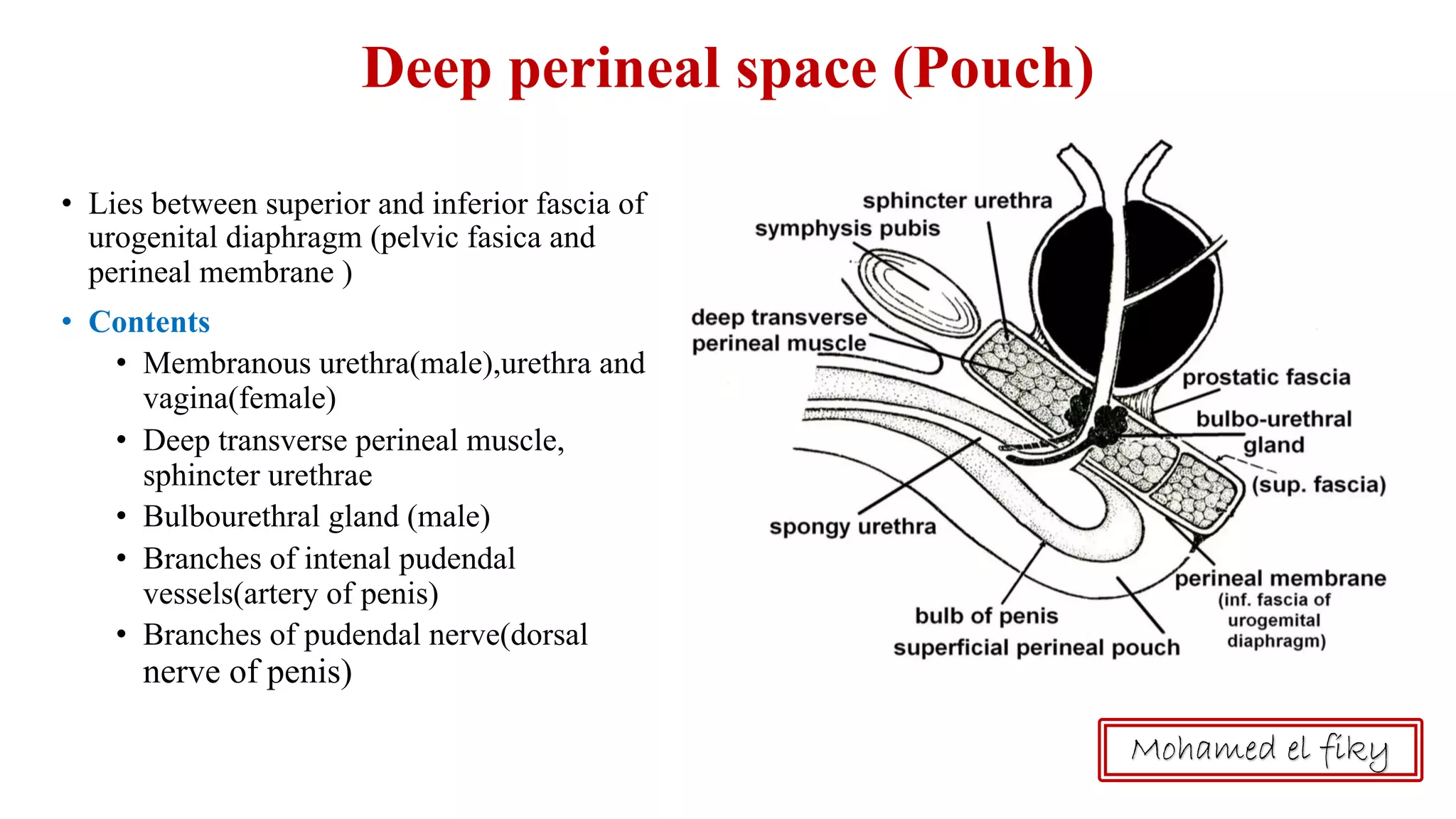 anatomy of Perineum urogenital triangle | PDF
