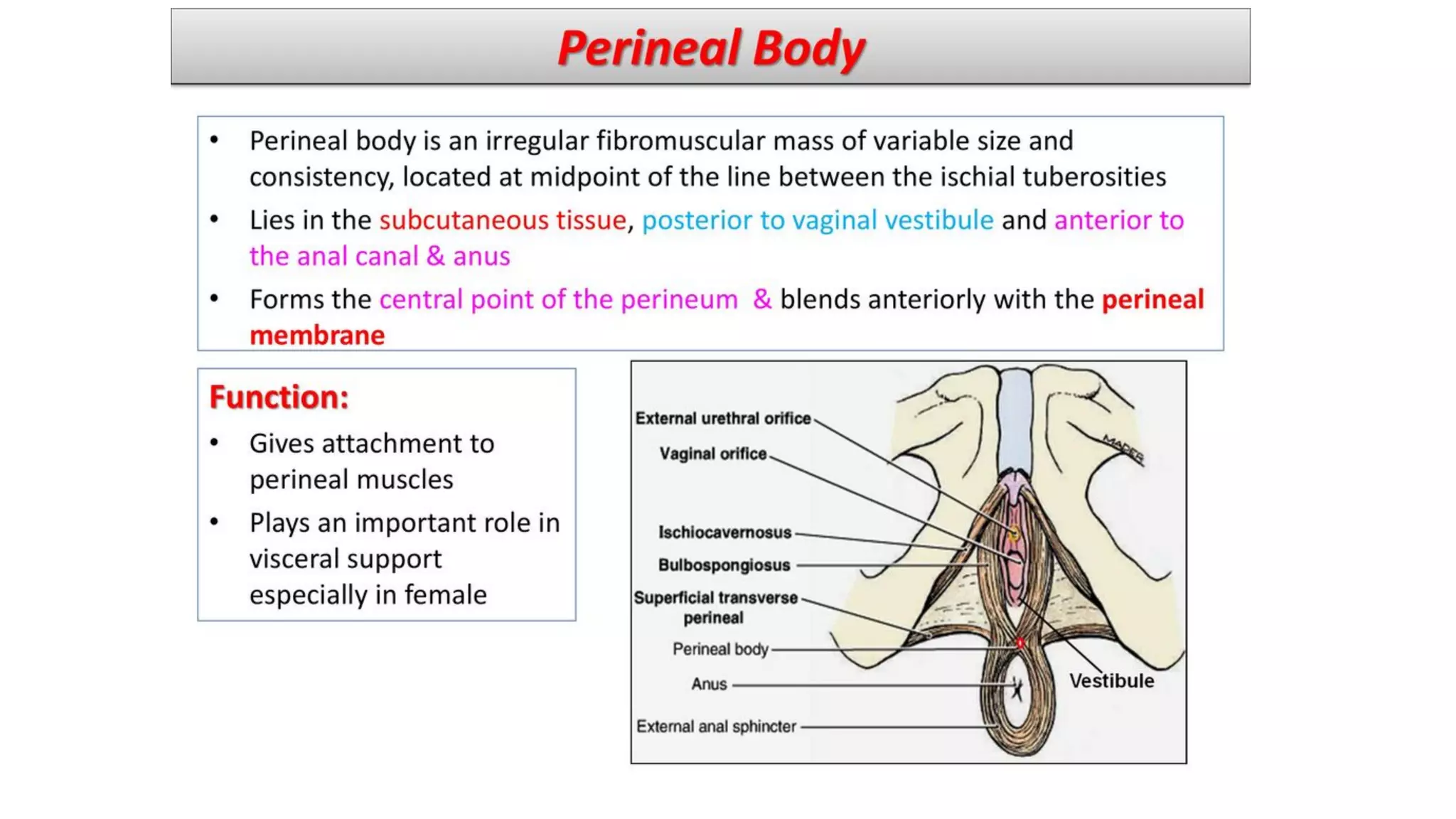 anatomy of Perineum urogenital triangle | PDF