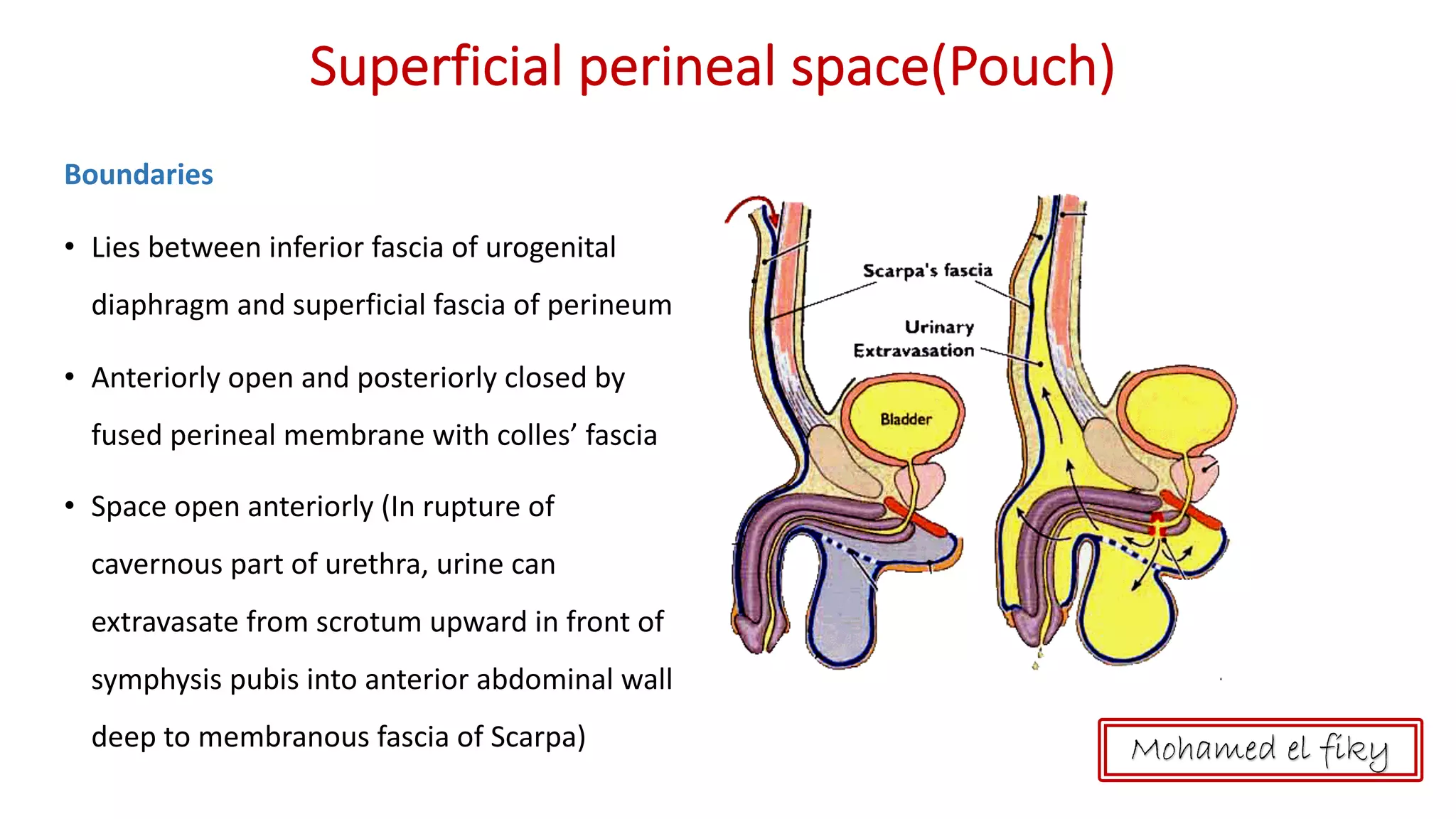 anatomy of Perineum urogenital triangle | PDF