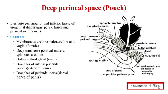 anatomy of Perineum urogenital triangle | PDF