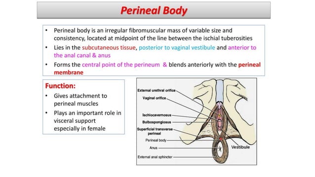 anatomy of Perineum urogenital triangle | PDF