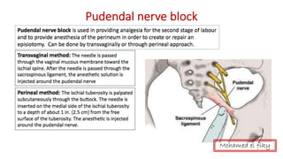 anatomy of Perineum urogenital triangle | PDF