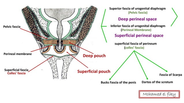 anatomy of Perineum urogenital triangle | PDF