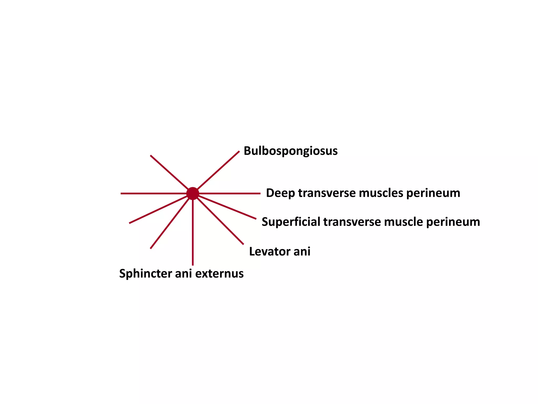 Perineum2 rakesh vora | PPTX
