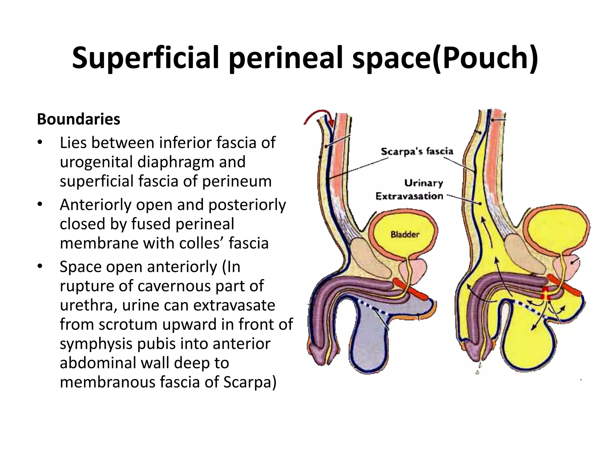 Perineum2 rakesh vora | PPTX