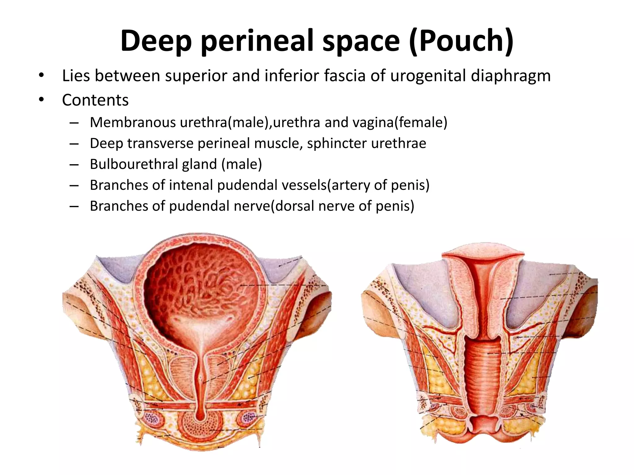 Perineum2 rakesh vora | PPTX