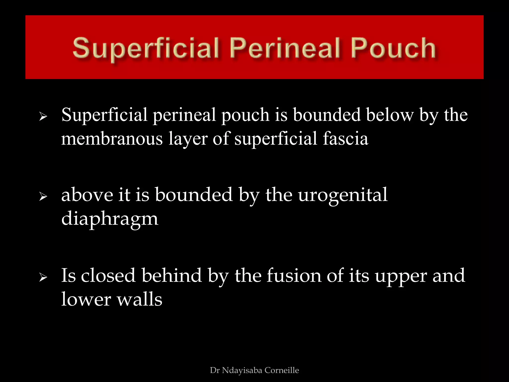 Perineum and Perineal Pouches .pptx