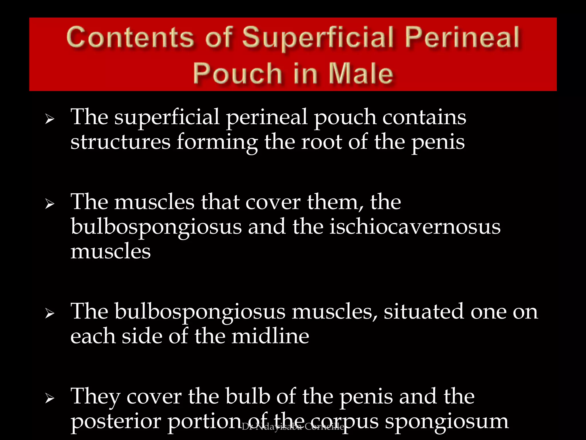 Perineum and Perineal Pouches .pptx