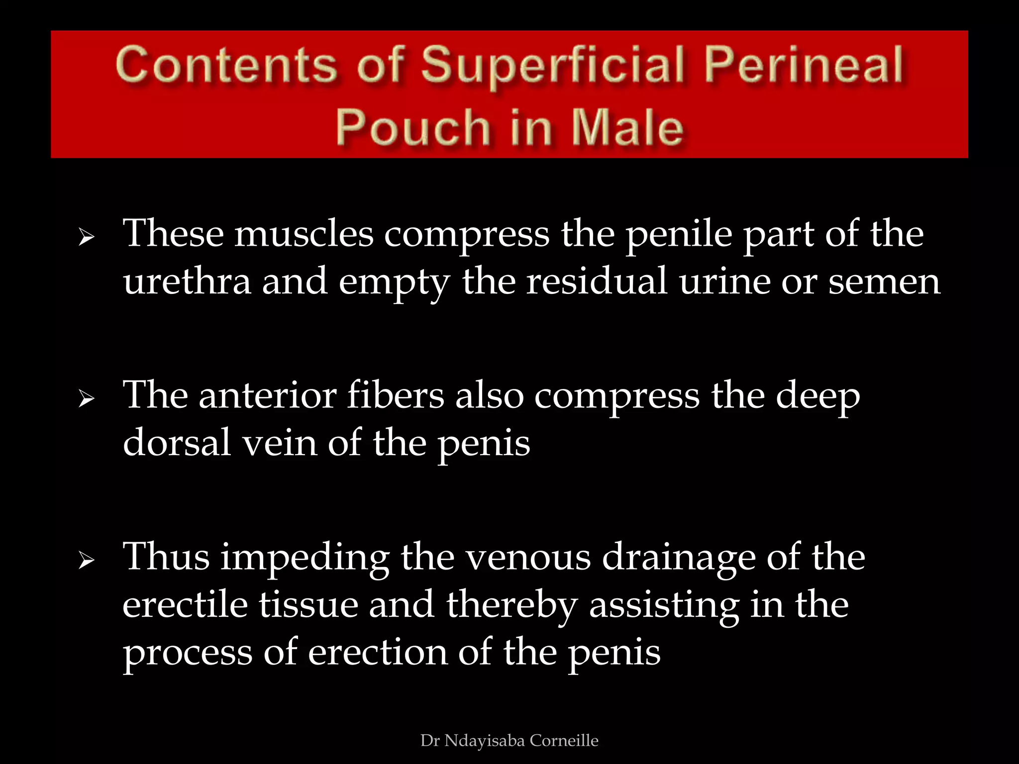 Perineum and Perineal Pouches .pptx