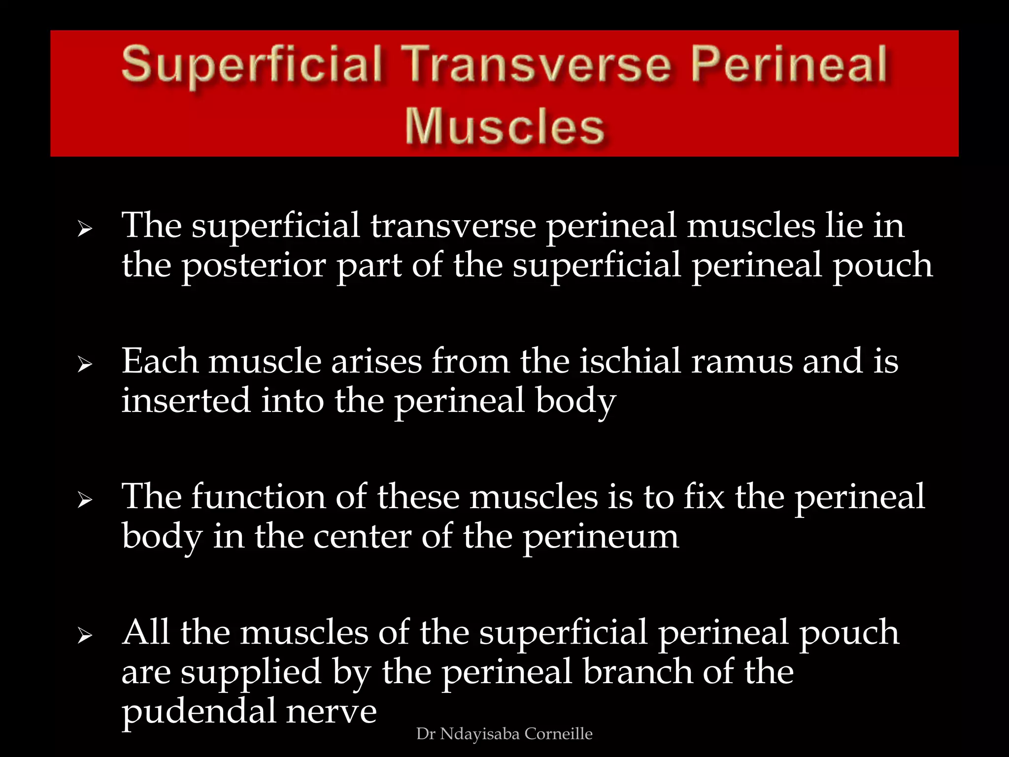 Perineum and Perineal Pouches .pptx
