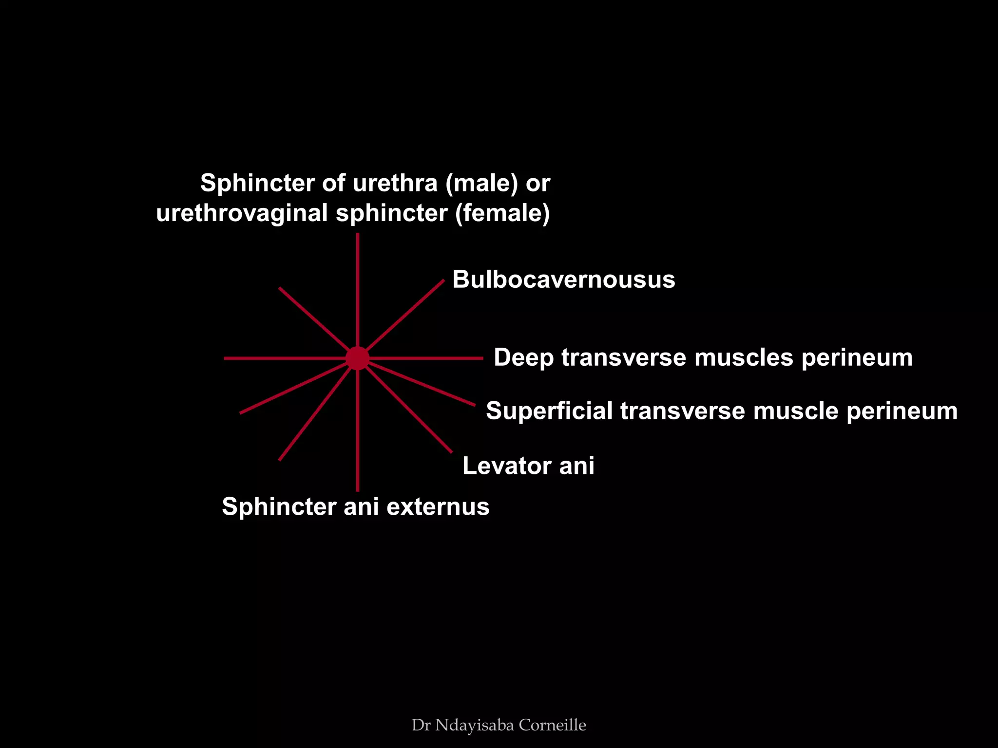 Perineum and Perineal Pouches .pptx