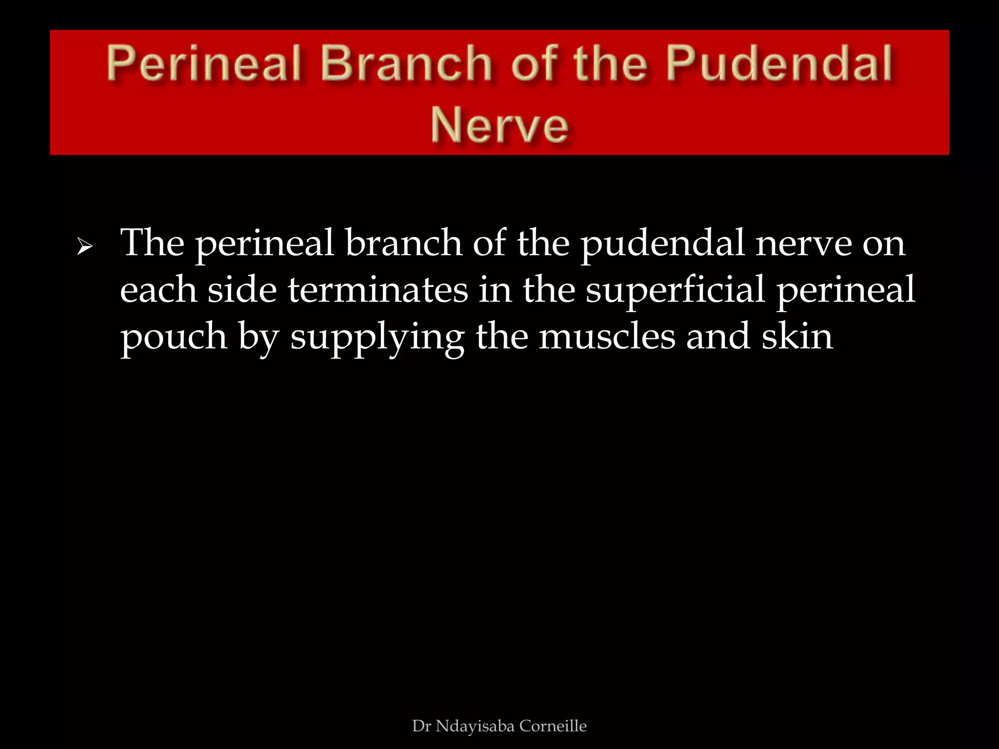 Perineum and Perineal Pouches .pptx