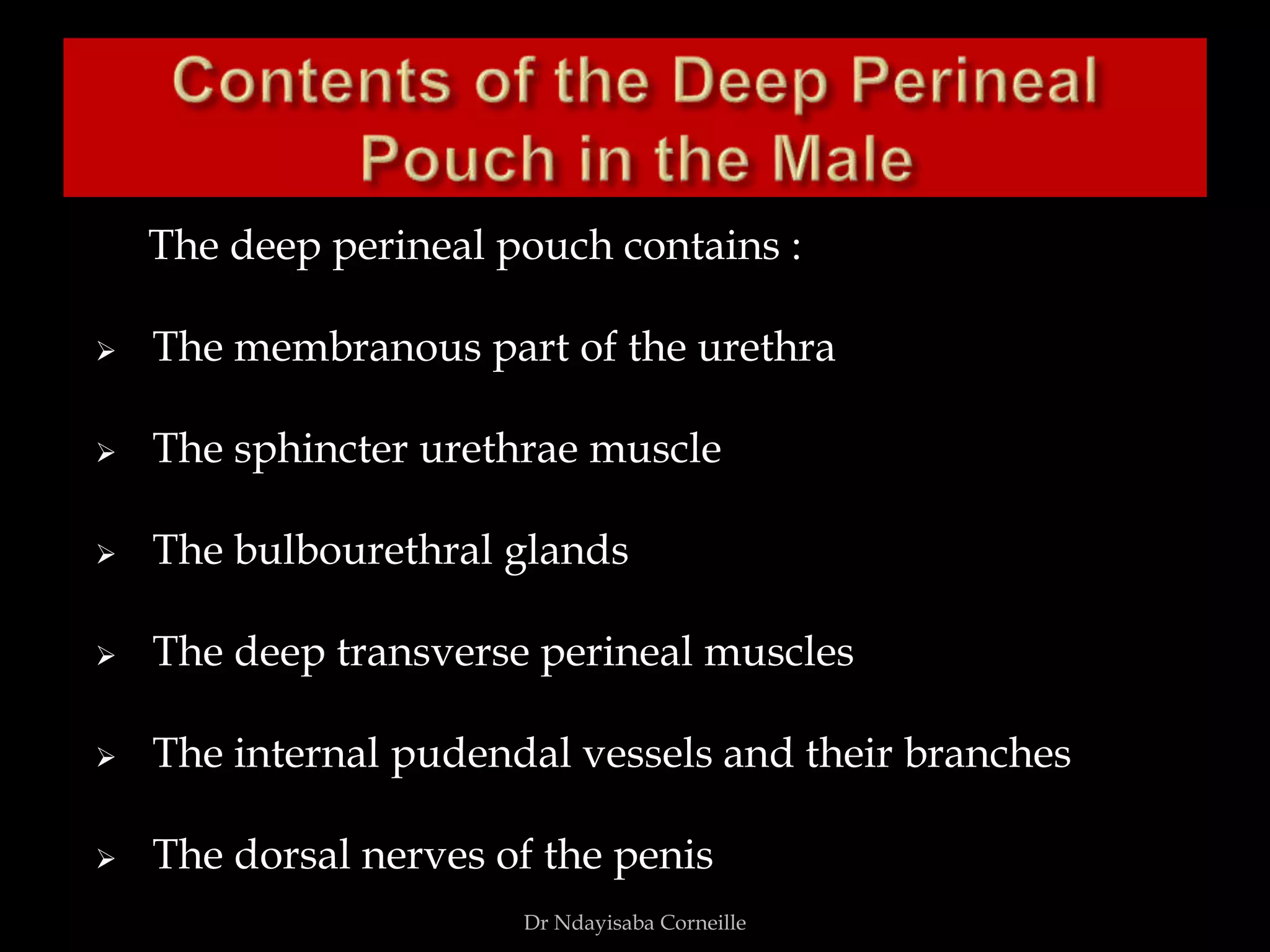Perineum and Perineal Pouches .pptx