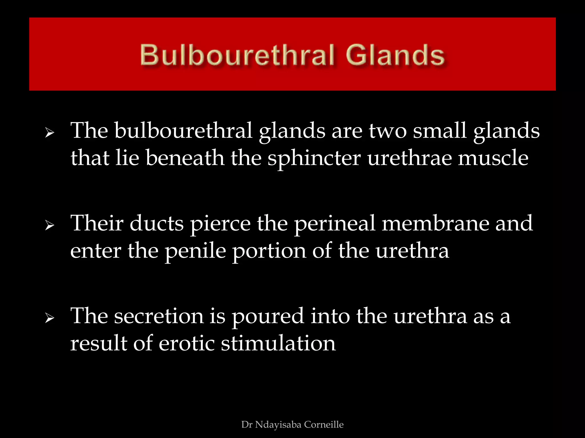 Perineum and Perineal Pouches .pptx