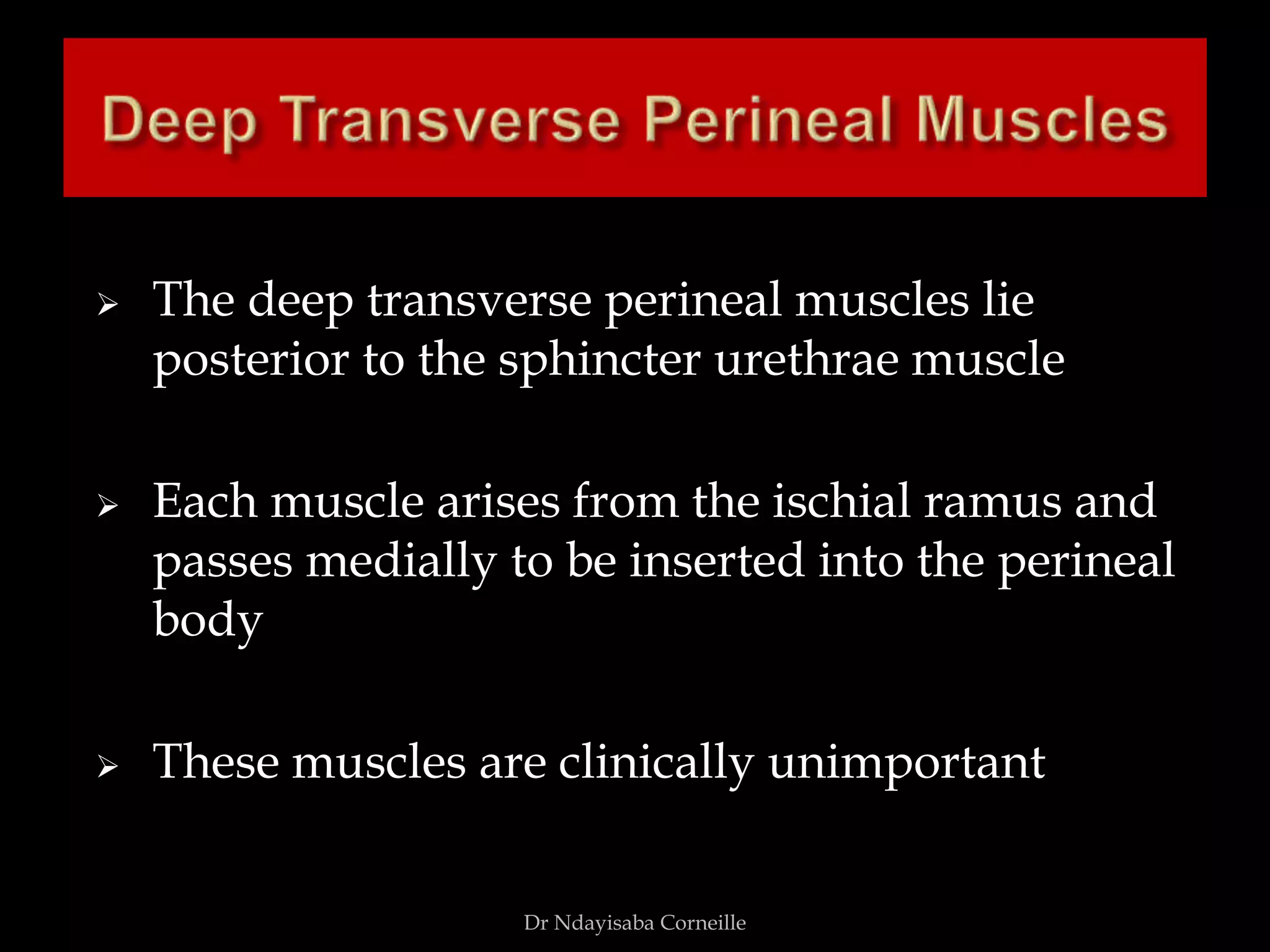 Perineum and Perineal Pouches .pptx