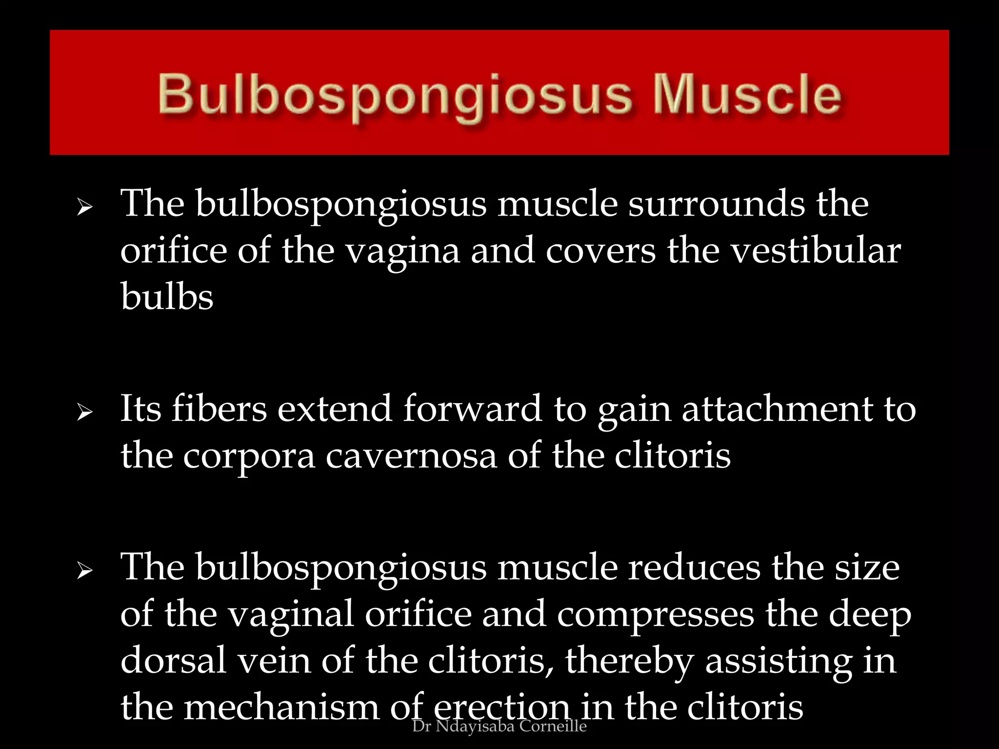 Perineum and Perineal Pouches .pptx