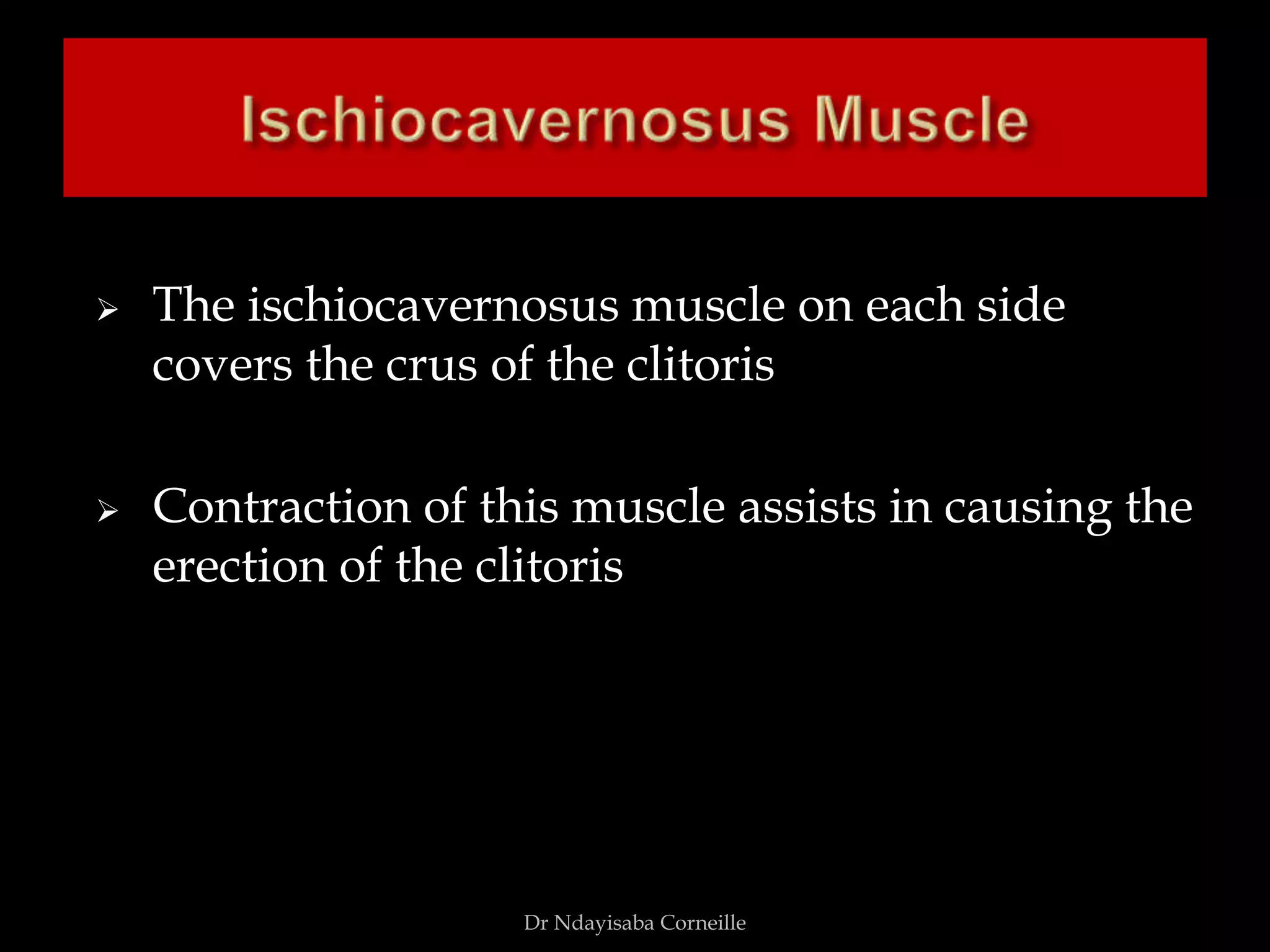Perineum and Perineal Pouches .pptx