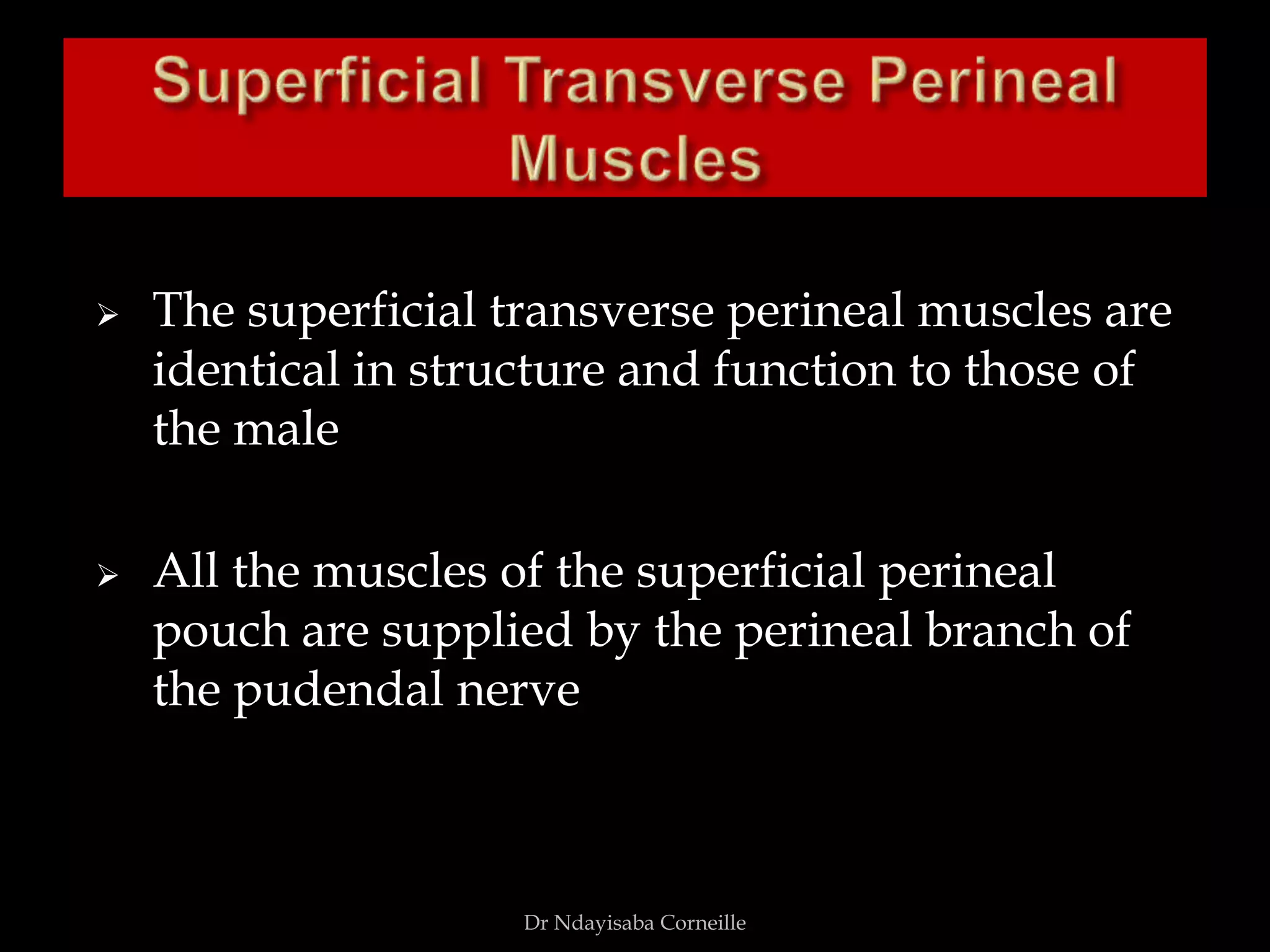 Perineum and Perineal Pouches .pptx