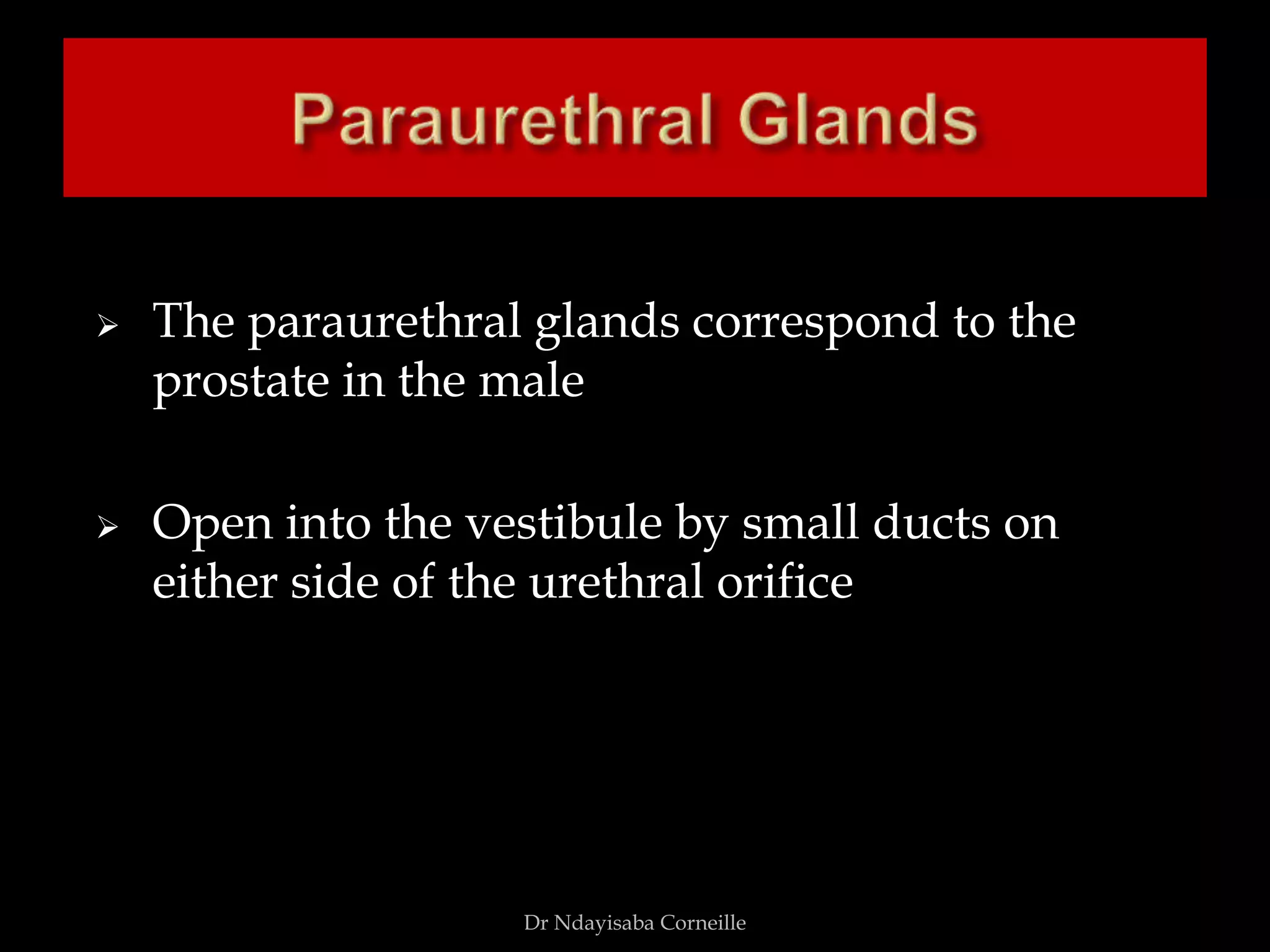 Perineum And Perineal Pouches Pptx 6682