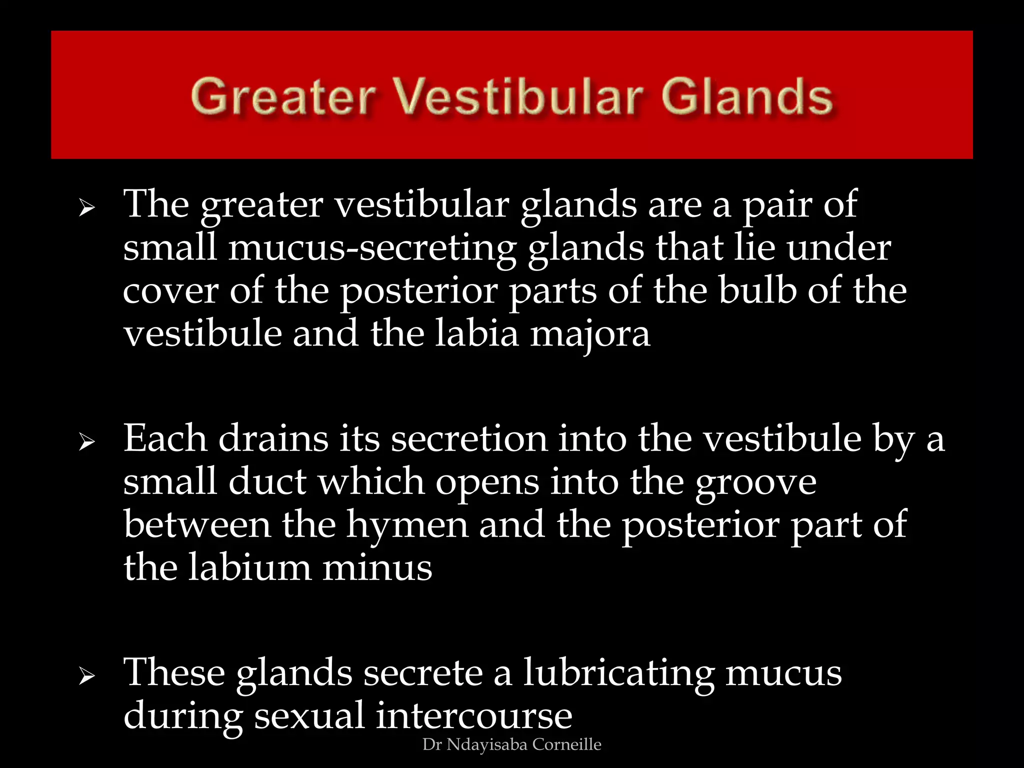 Perineum and Perineal Pouches .pptx