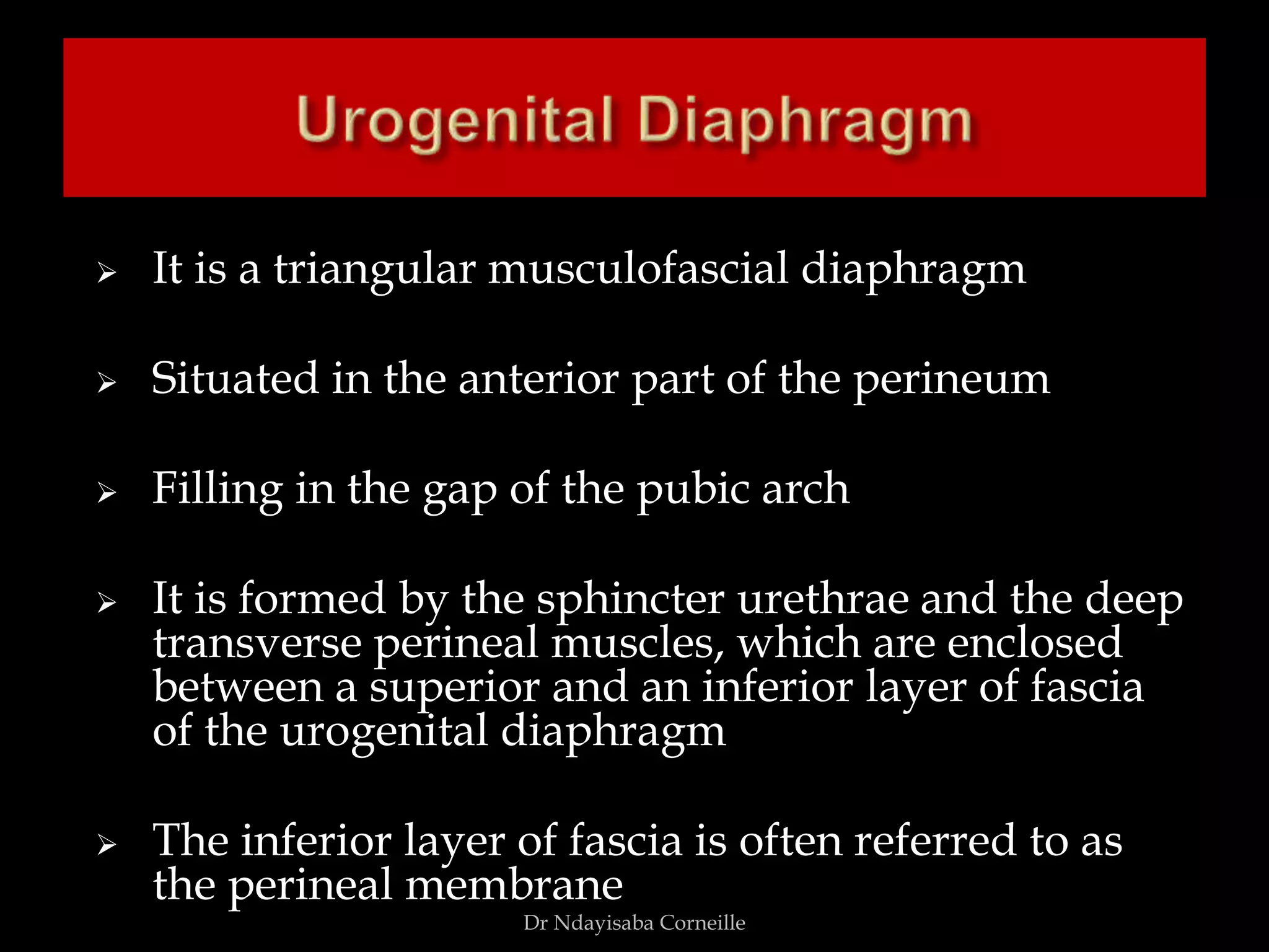 Perineum and Perineal Pouches .pptx