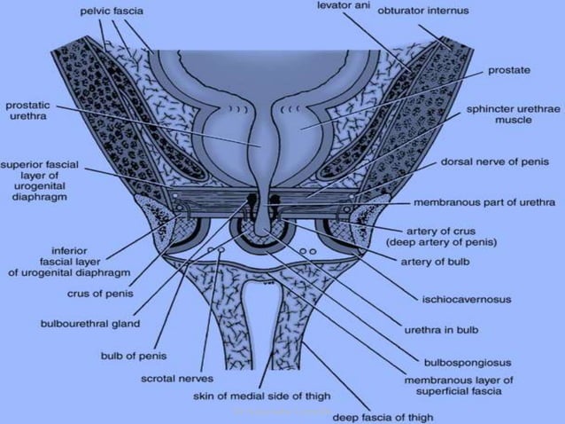 Perineum and Perineal Pouches .pptx