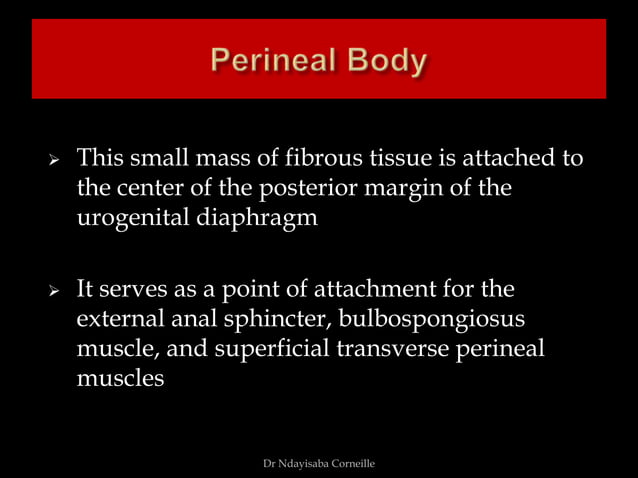 Perineum and Perineal Pouches .pptx