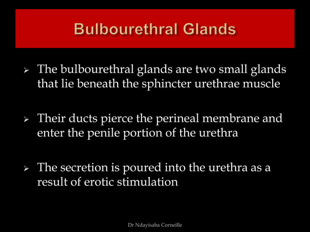 Perineum and Perineal Pouches .pptx